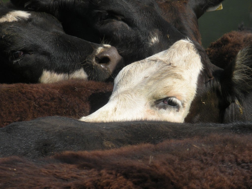 Regulation of Genetically Modified Animals Part #3 – Biobeef Blog