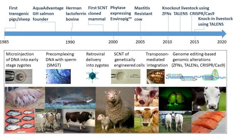 Genetic Engineering of Livestock: 35 Years of Inaction (1 of 3 ...