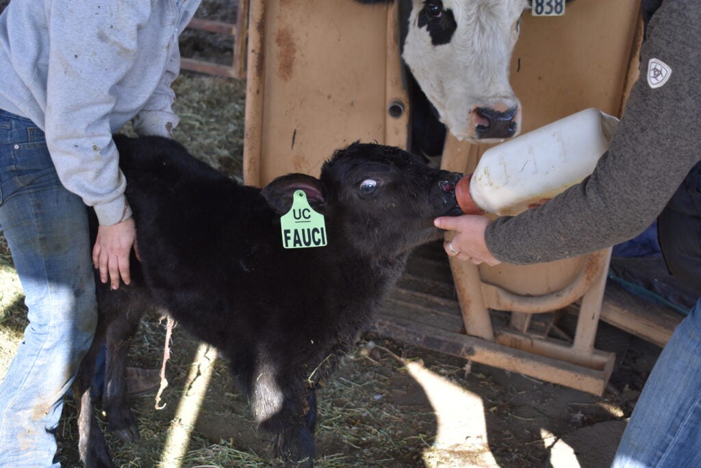 alvane – Biobeef Blog